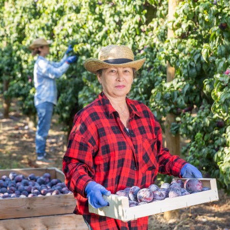 Prunes: harvesting starts in Chile - Mundus Agri
