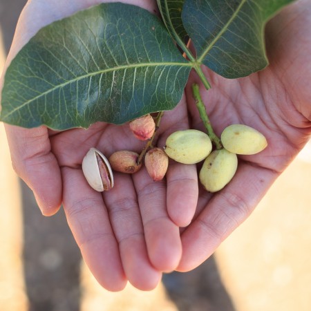 Pistachios: US farmers suffer from water shortage - Mundus Agri
