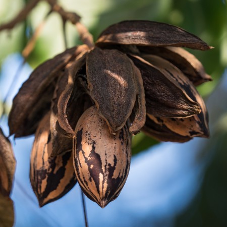 Pecans: significantly larger crop in South Africa - Mundus Agri