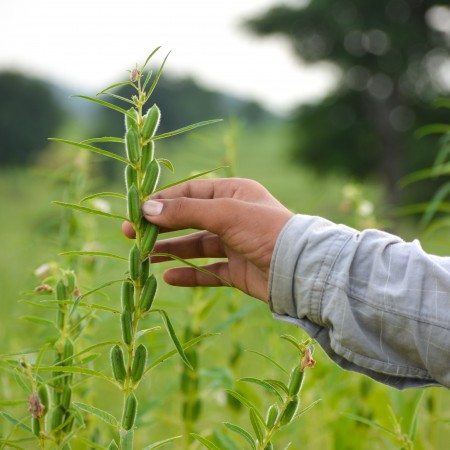 Sesame seeds: good crop estimates in India - Mundus Agri