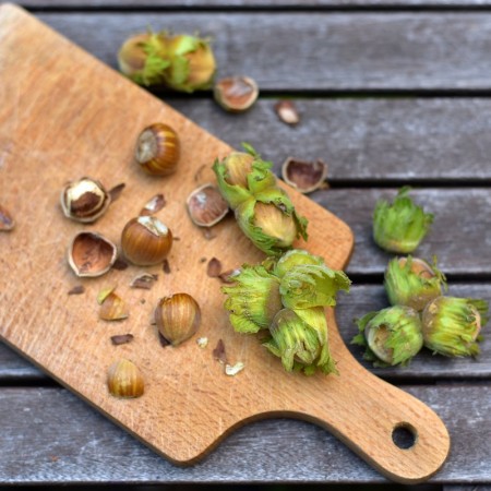 Hazelnuts: toxic combination - Mundus Agri