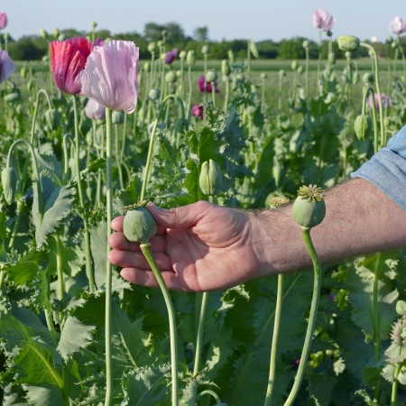 Poppy seeds: supplies nearly sold out - Mundus Agri