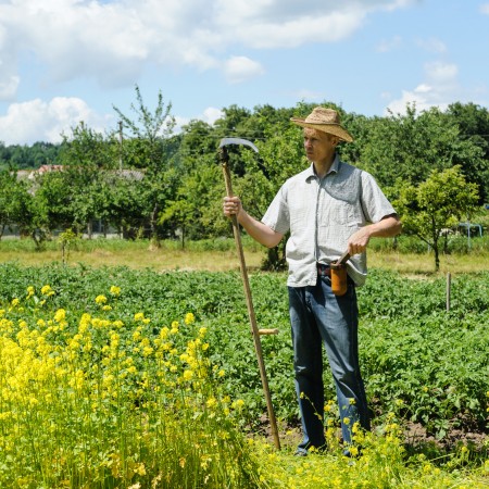 Mustard seeds: crop to triple - Mundus Agri