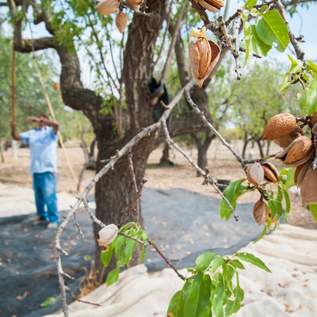 Almonds: Australia breaks export record - Mundus Agri
