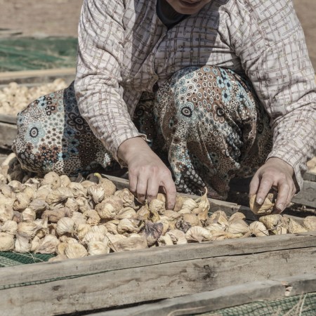 Dried figs: producers make space - Mundus Agri