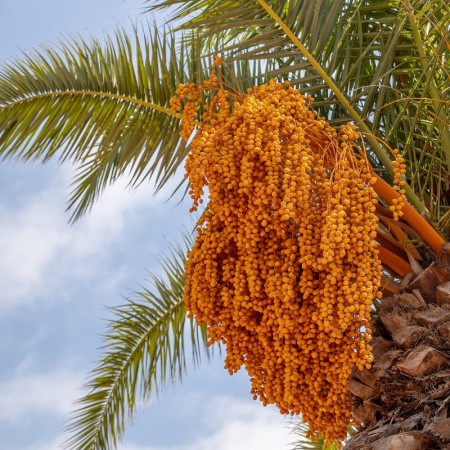 Dates: attractive prices fail to boost exports - Mundus Agri