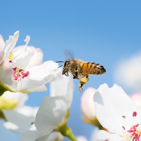 Almonds: busy bees in Spain - Mundus Agri