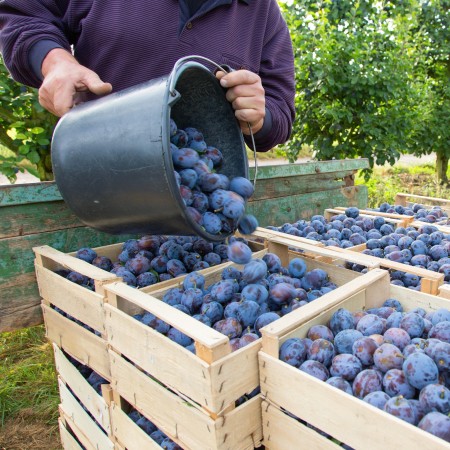 Prunes: Chile's production similar to last year - Mundus Agri