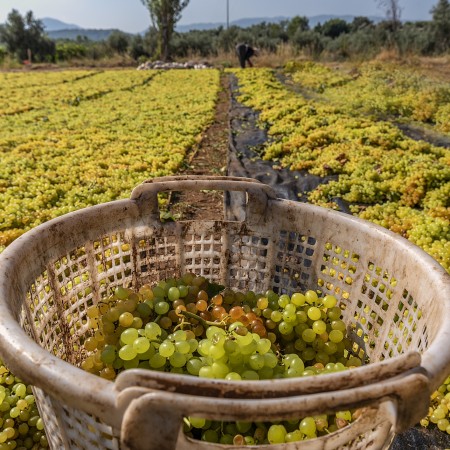 Sultanas: price rise is inevitable - Mundus Agri