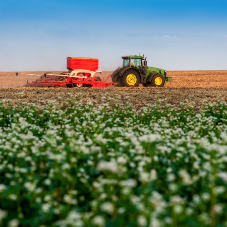 Buckwheat: acreage in Ukraine has grown significantly - Mundus Agri