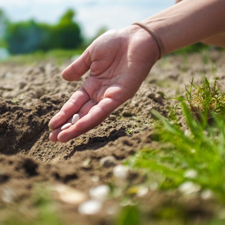 Dried beans: sowing is almost complete - Mundus Agri