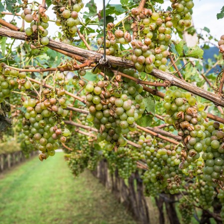 Sultanas: long wait for crop updates - Mundus Agri