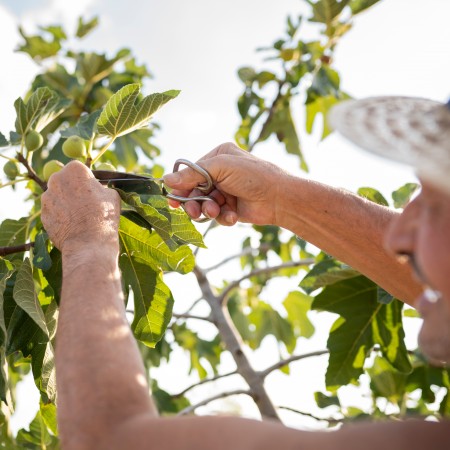 Dried figs: pollination phase off to a good start - Mundus Agri