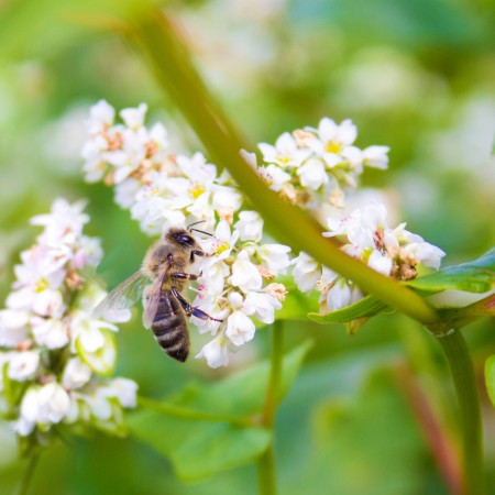 Buckwheat: higher yields in Ukraine - Mundus Agri