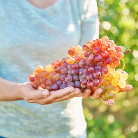 Sultanas: good conditions in the growing regions - Mundus Agri