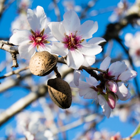 Almonds: strong sales in California - Mundus Agri