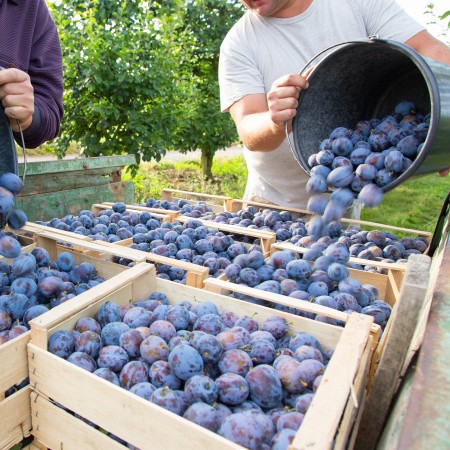 Prunes: Chile's exports to start in a few weeks - Mundus Agri