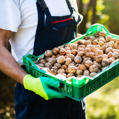 Walnuts: California has a successful start to the export season ...