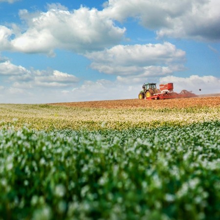 Buckwheat: Ukraine plans to cultivate 86,800 ha - Mundus Agri