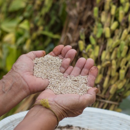 Sesame seeds: hoped-for rainfall in Tanzania - Mundus Agri