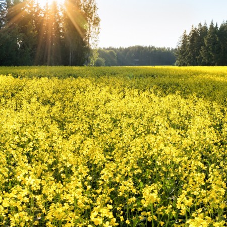 Mustard seeds: crop forecast stabilises prices - Mundus Agri