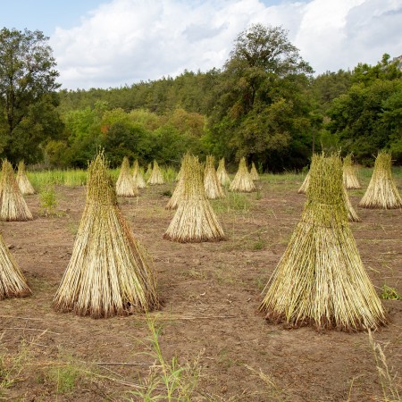 Sesame seeds: slight increase in cultivation - Mundus Agri