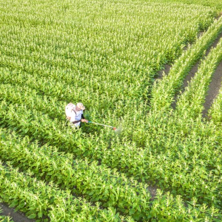 Sesame seeds: China's imports exceed 1 million mt - Mundus Agri