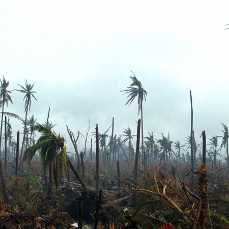Desiccated coconuts: super typhoon causes considerable damage - Mundus Agri