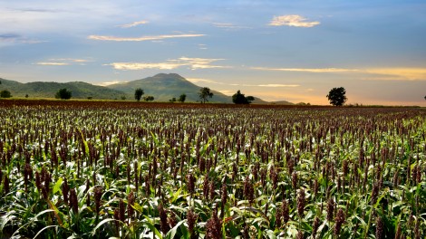 Buckwheat: 37% smaller crop in Ukraine - Mundus Agri
