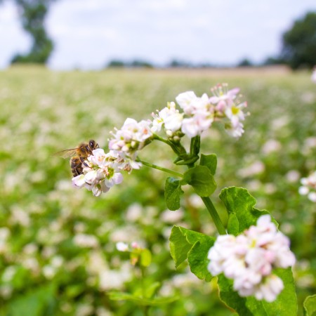 Buckwheat: 37% smaller crop in Ukraine - Mundus Agri