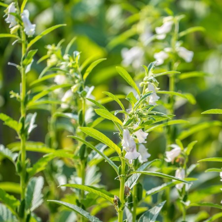 Sesame seeds: 27% of EU imports come from India - Mundus Agri