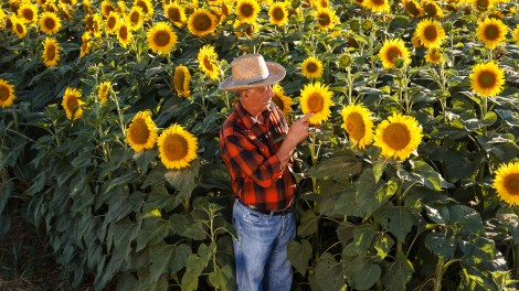 Grains and oilseeds: US farmers lose out - Mundus Agri