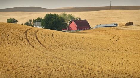 Chickpeas: prices largely stable - Mundus Agri
