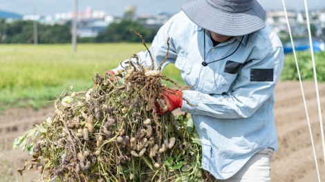 Brazil nuts: will 2026 bring relief? - Mundus Agri