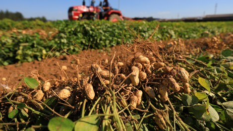 Blue poppy seeds: cautious optimism - Mundus Agri