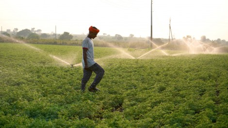 Peas and lentils: comfortable supply situation - Mundus Agri