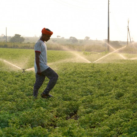 Chickpeas: prices largely stable - Mundus Agri