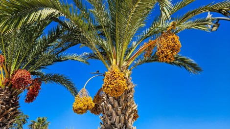 Sultanas: TMO called to support growers - Mundus Agri