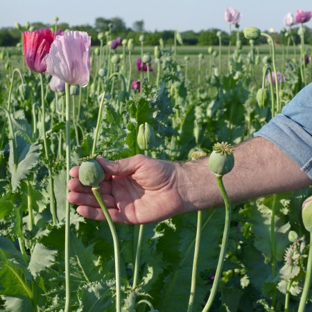 Blue poppy seeds: cautious optimism - Mundus Agri