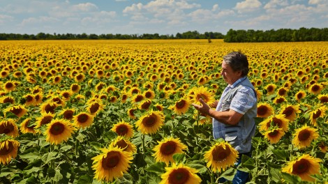 Flaxseed: new records for Kazakhstan - Mundus Agri
