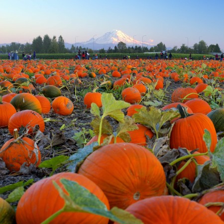 Pumpkin seeds: potential crop damage due to frost - Mundus Agri