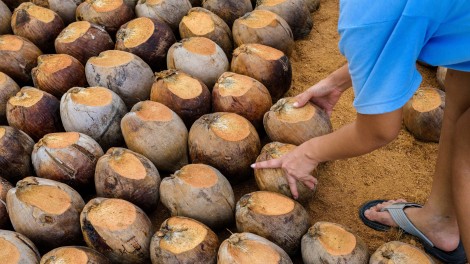 Pine nuts: EU increases imports from Russia by 30% - Mundus Agri